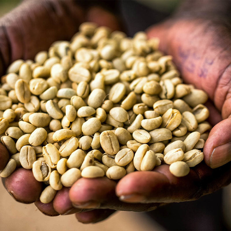 The Origin of Coffee – Afro Sheba